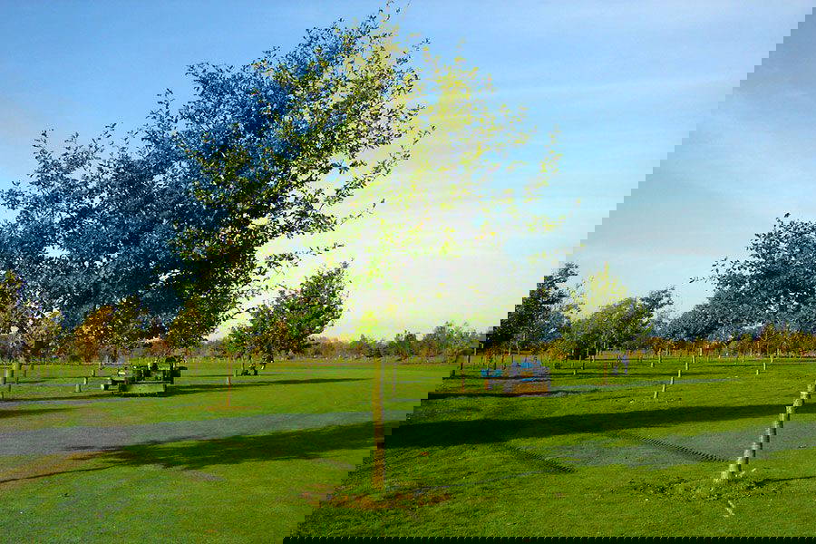 Plan Your Project - Nature First Trees | Semi-Mature Trees