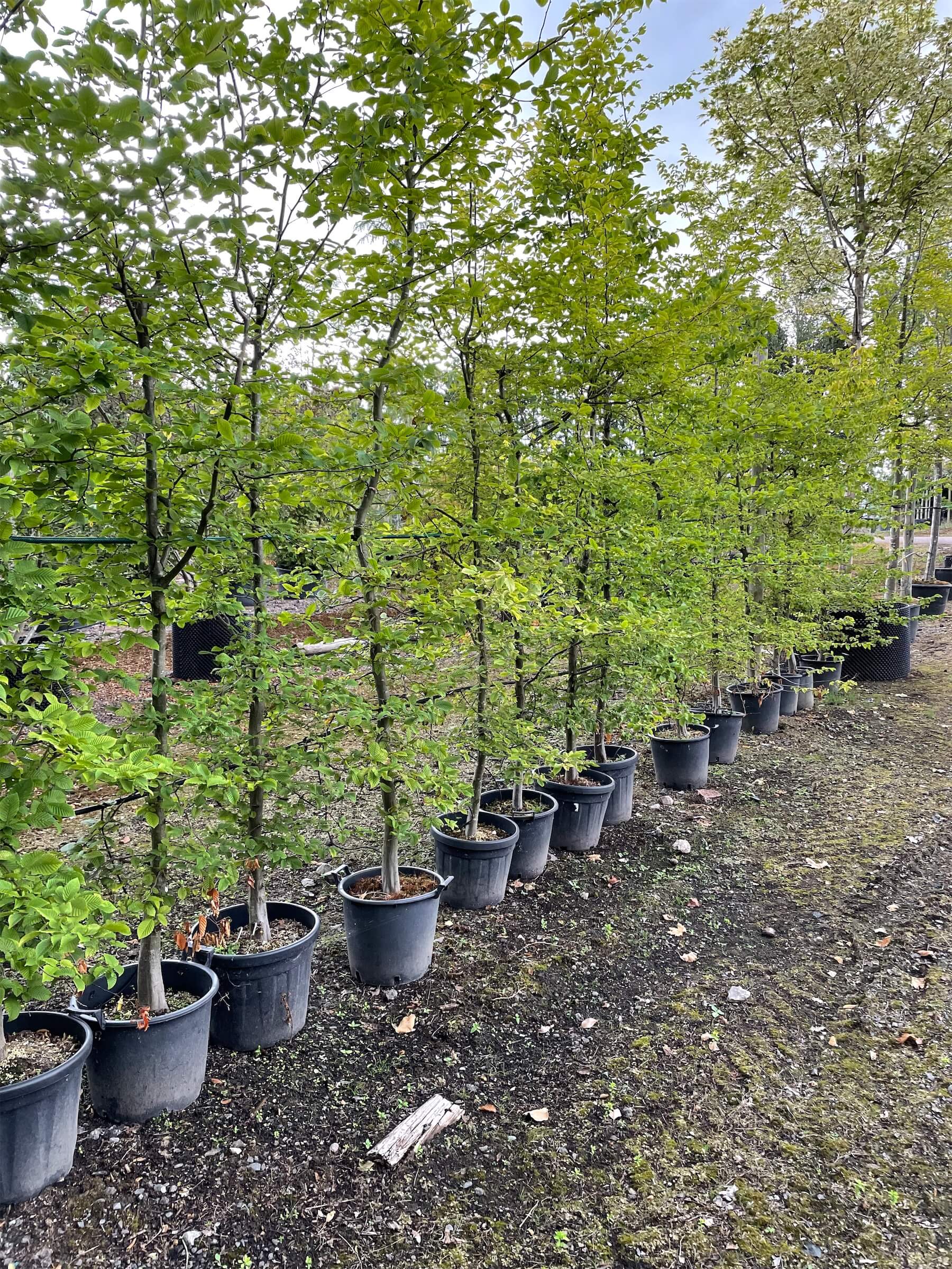 Tree Supply - Nature First Trees | Semi-Mature Trees