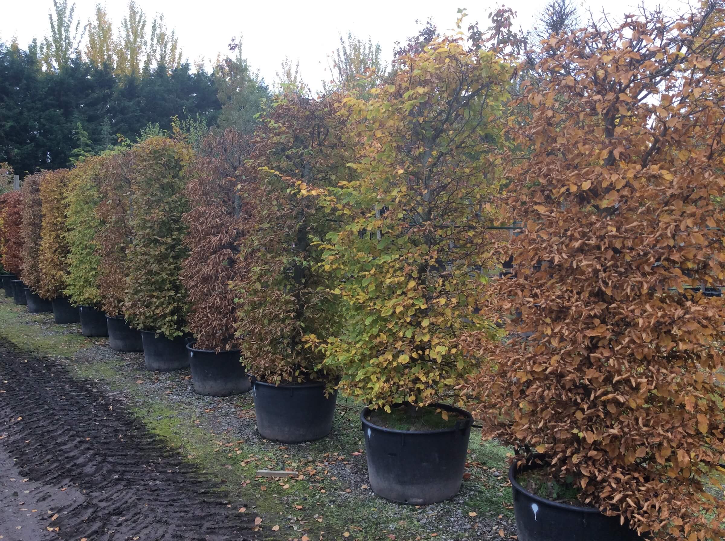 Tree Supply - Nature First Trees | Semi-Mature Trees