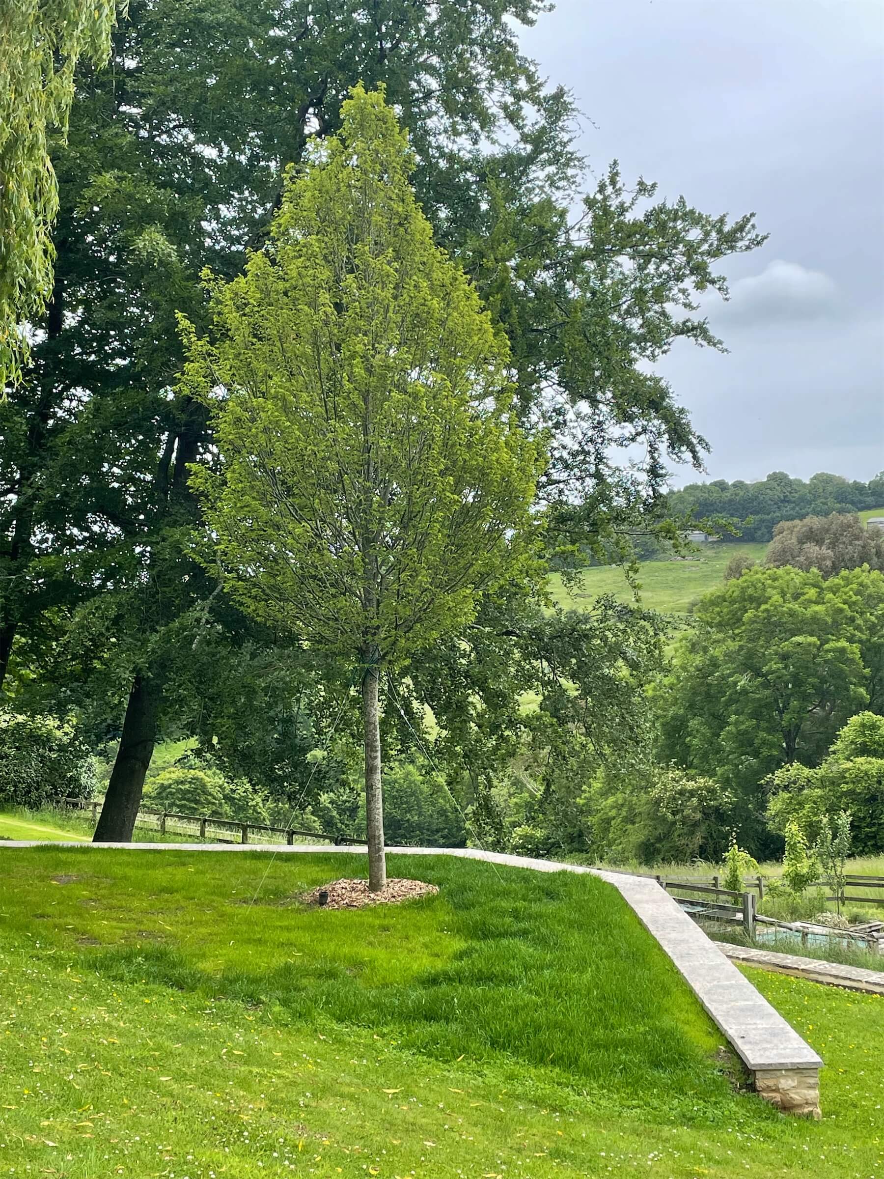 Tree Supply - Nature First Trees | Semi-Mature Trees