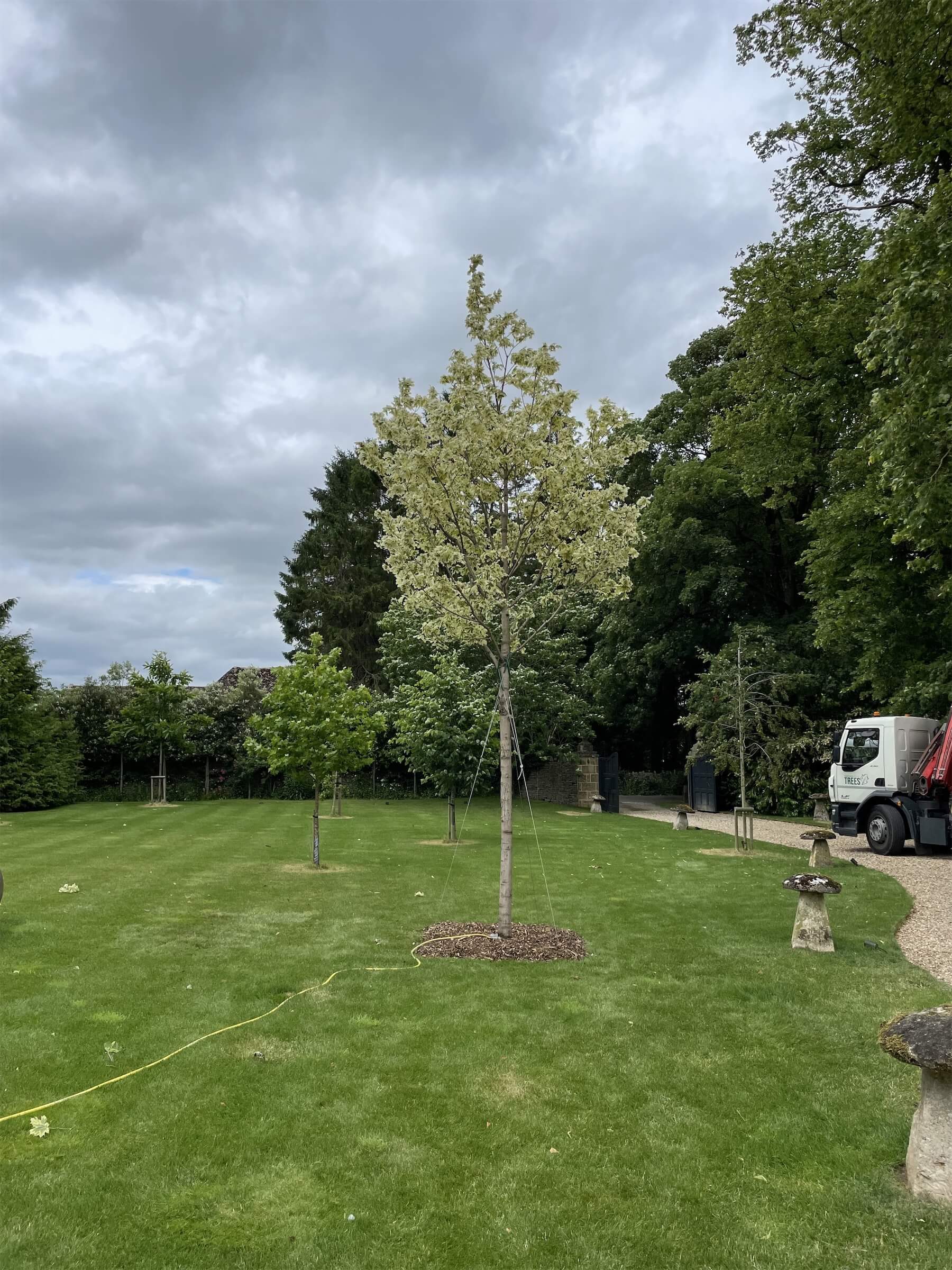 Semi Mature Tree Planting - Nature First Trees | Semi-Mature Trees