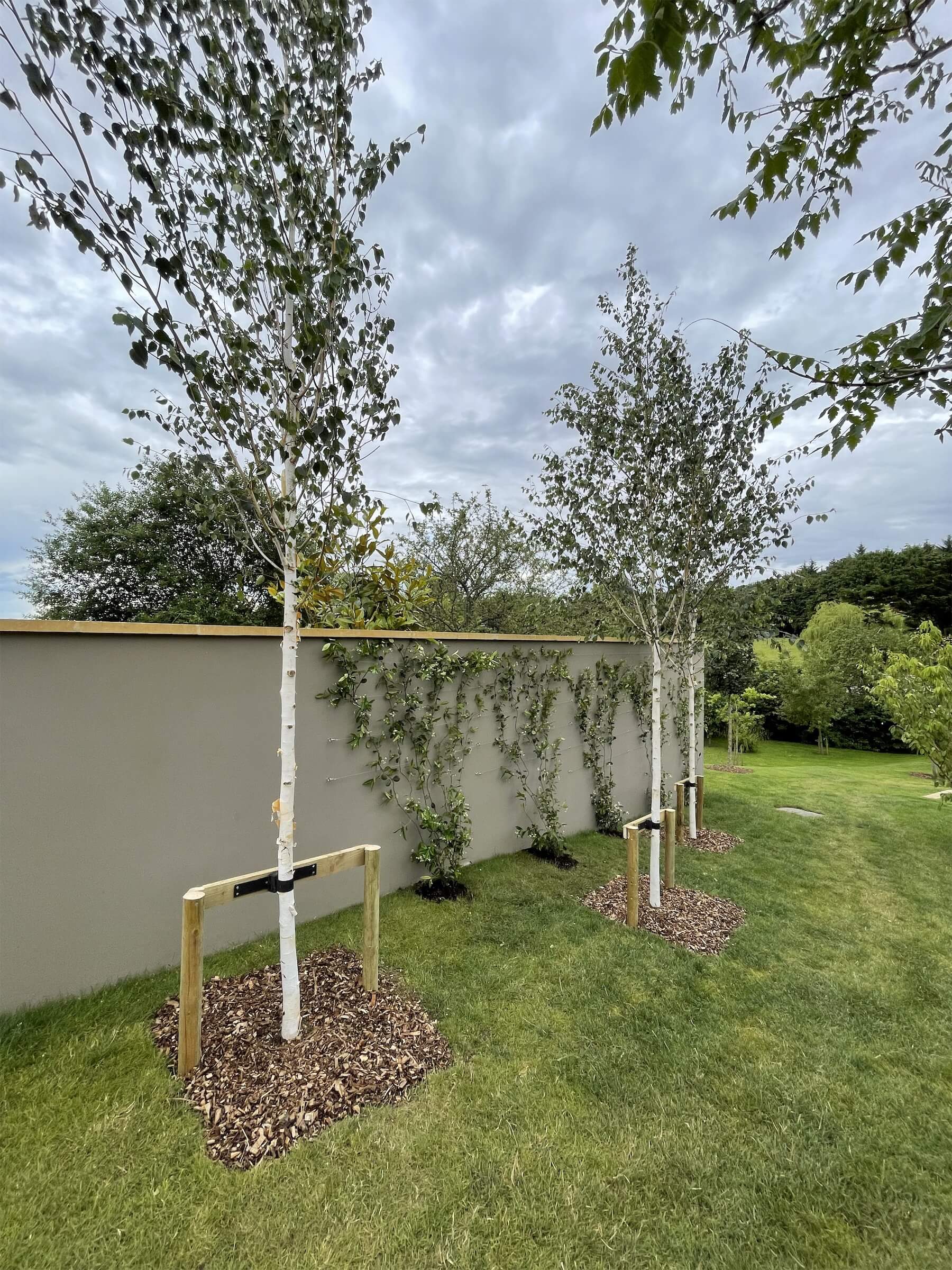 Semi Mature Tree Planting - Nature First Trees | Semi-Mature Trees