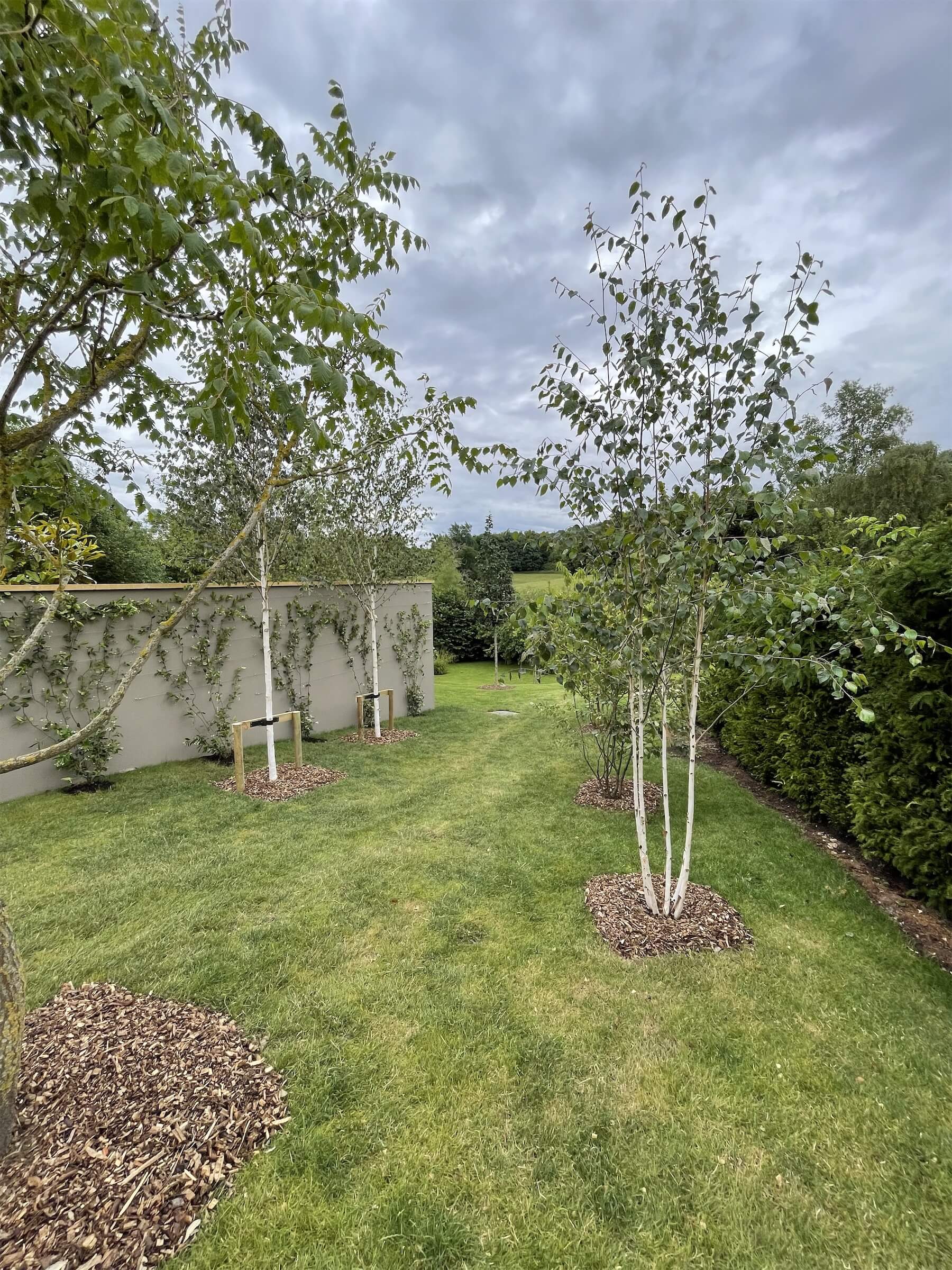 Semi Mature Tree Planting - Nature First Trees | Semi-Mature Trees