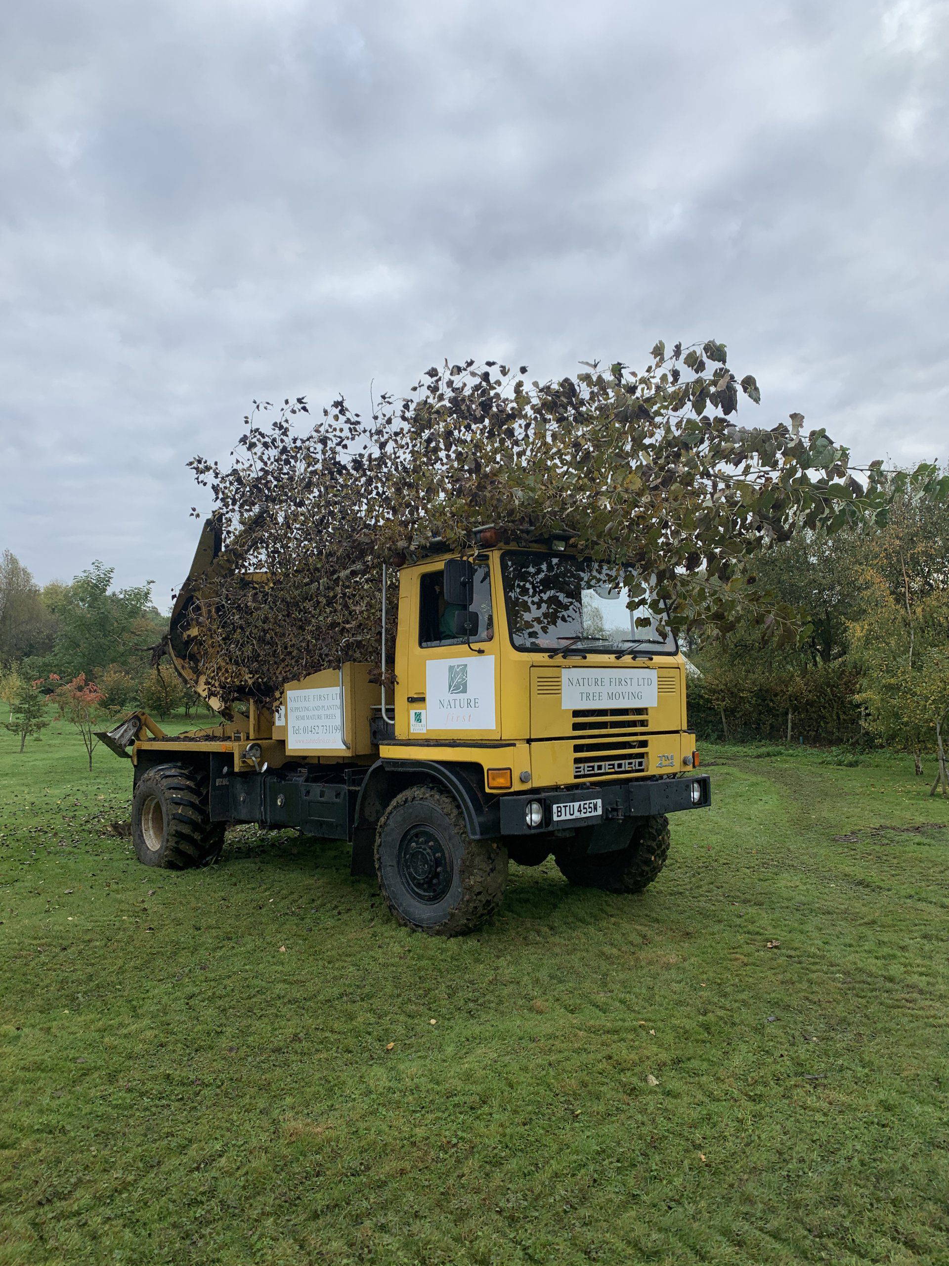 Tree Moving - Nature First Trees | Semi-Mature Trees