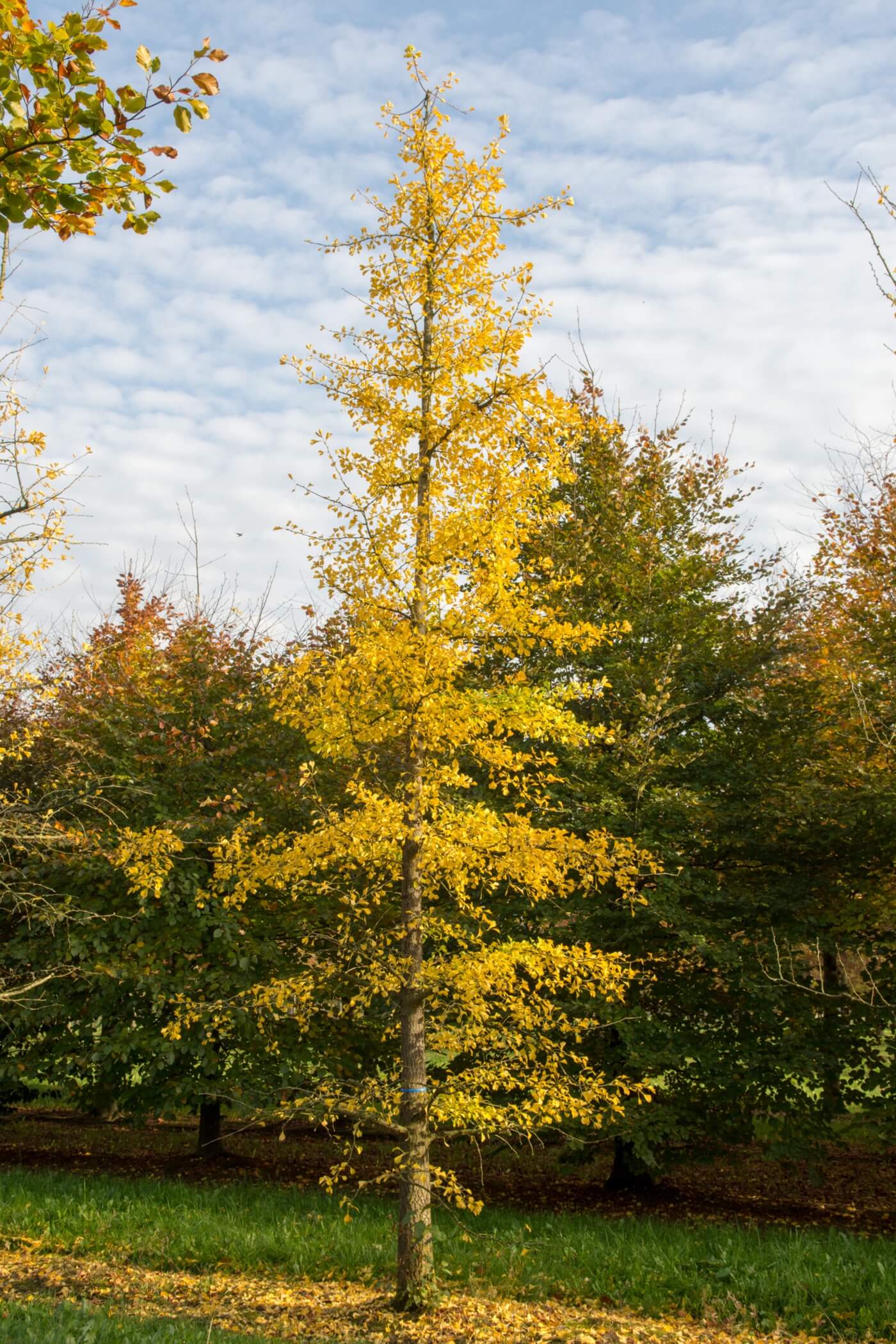 Tree Supply - Nature First Trees | Semi-Mature Trees