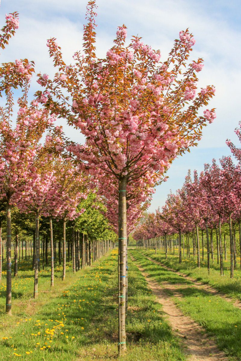 Semi Mature Trees For Sale | Nature First Trees
