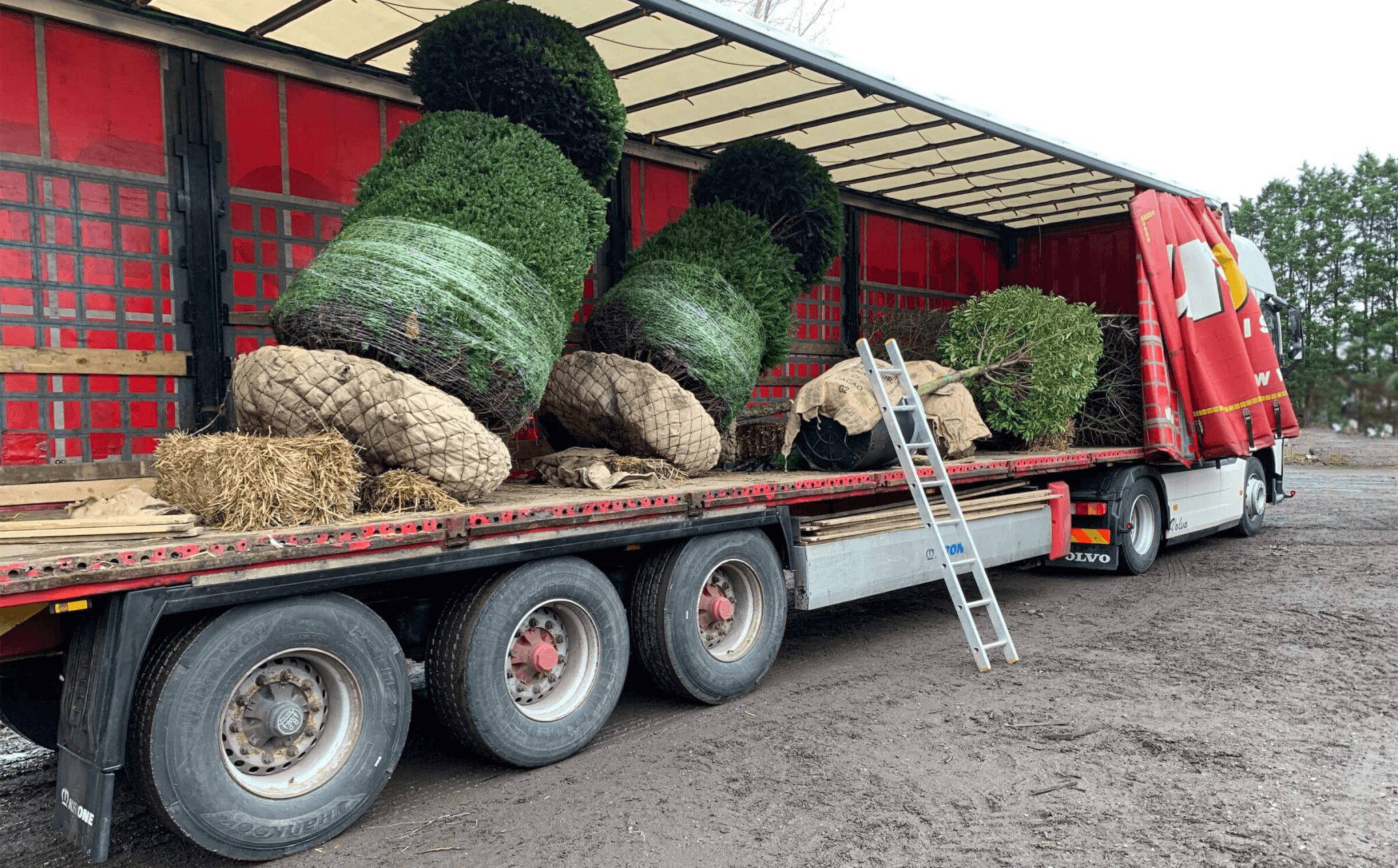 Tree Supply - Nature First Trees | Semi-Mature Trees