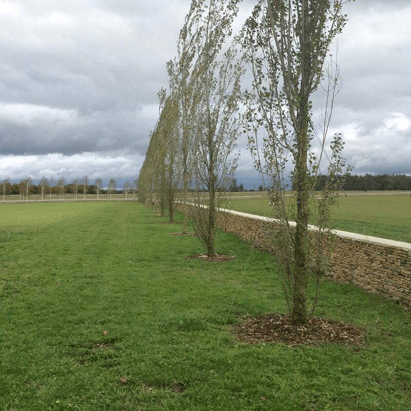 Nature First Trees - The Semi-Mature Tree Specialist