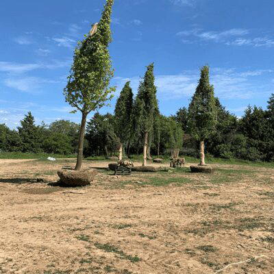 Nature First Trees - The Semi-Mature Tree Specialist