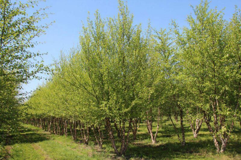 Semi Mature Trees For Sale | Nature First Trees