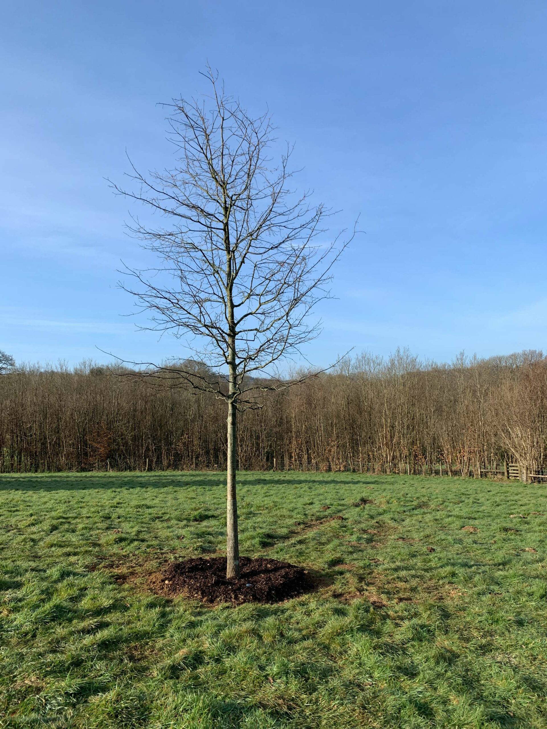 Private estate in Devon - Nature First Trees | Semi-Mature Trees
