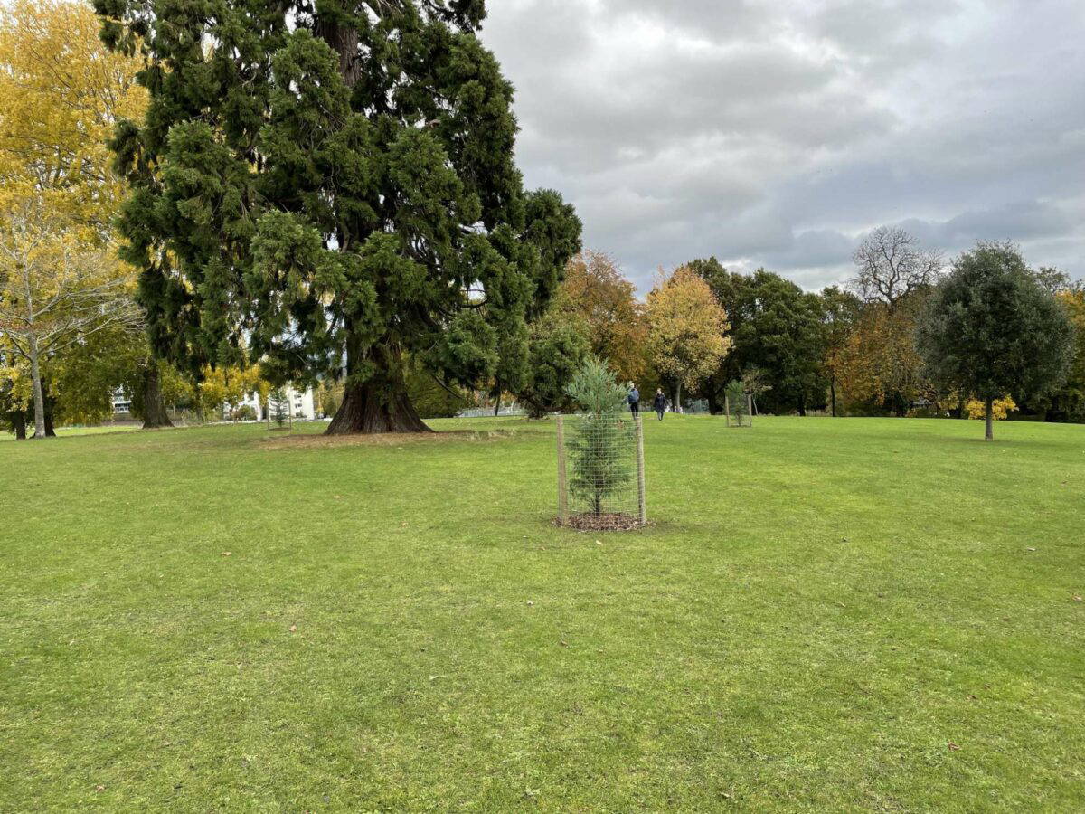 Cheltenham Borough Council Tree planting Projects - Nature First Trees ...