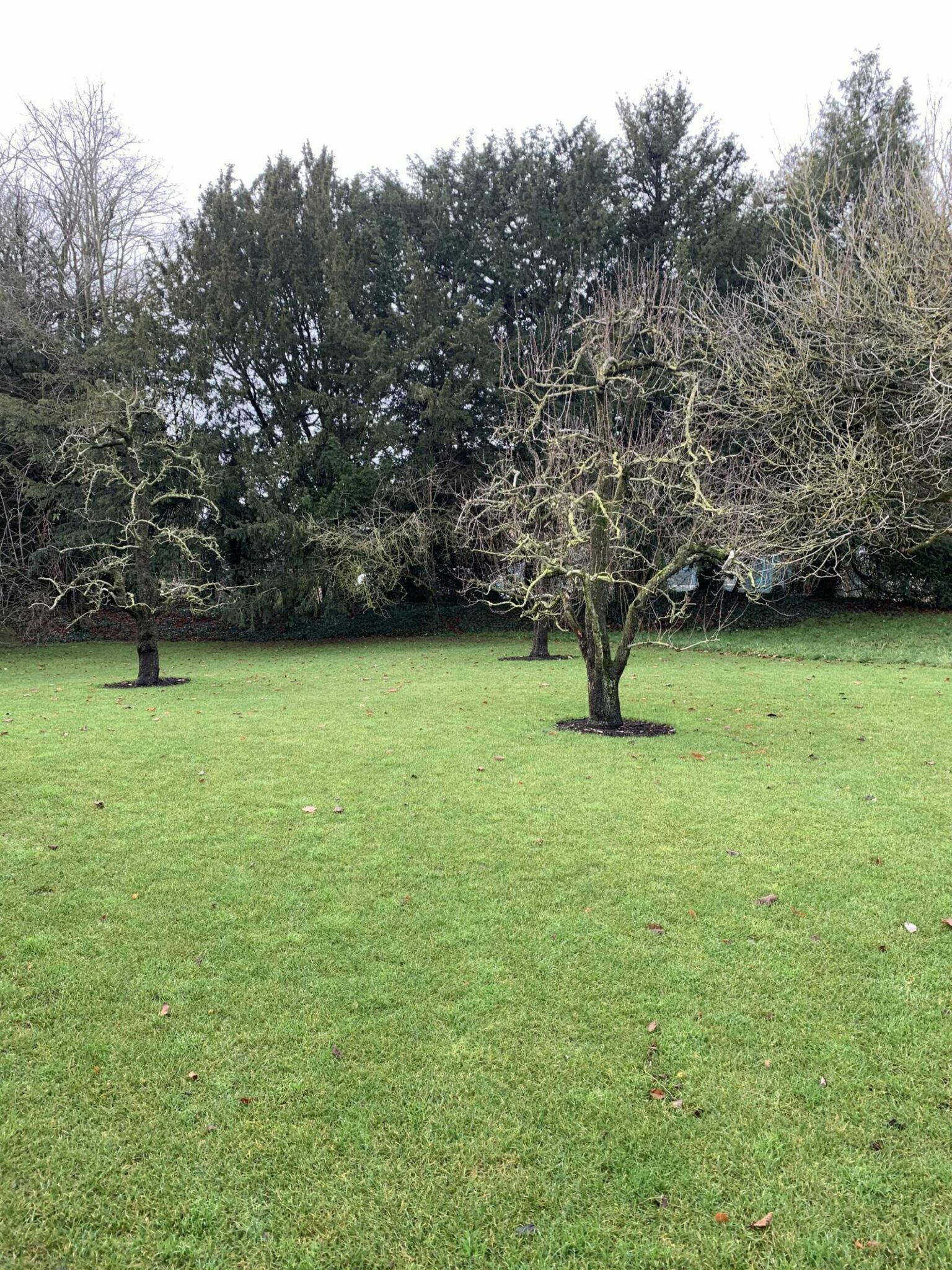 Large Tree Screening Project - Nature First Trees | Semi-Mature Trees