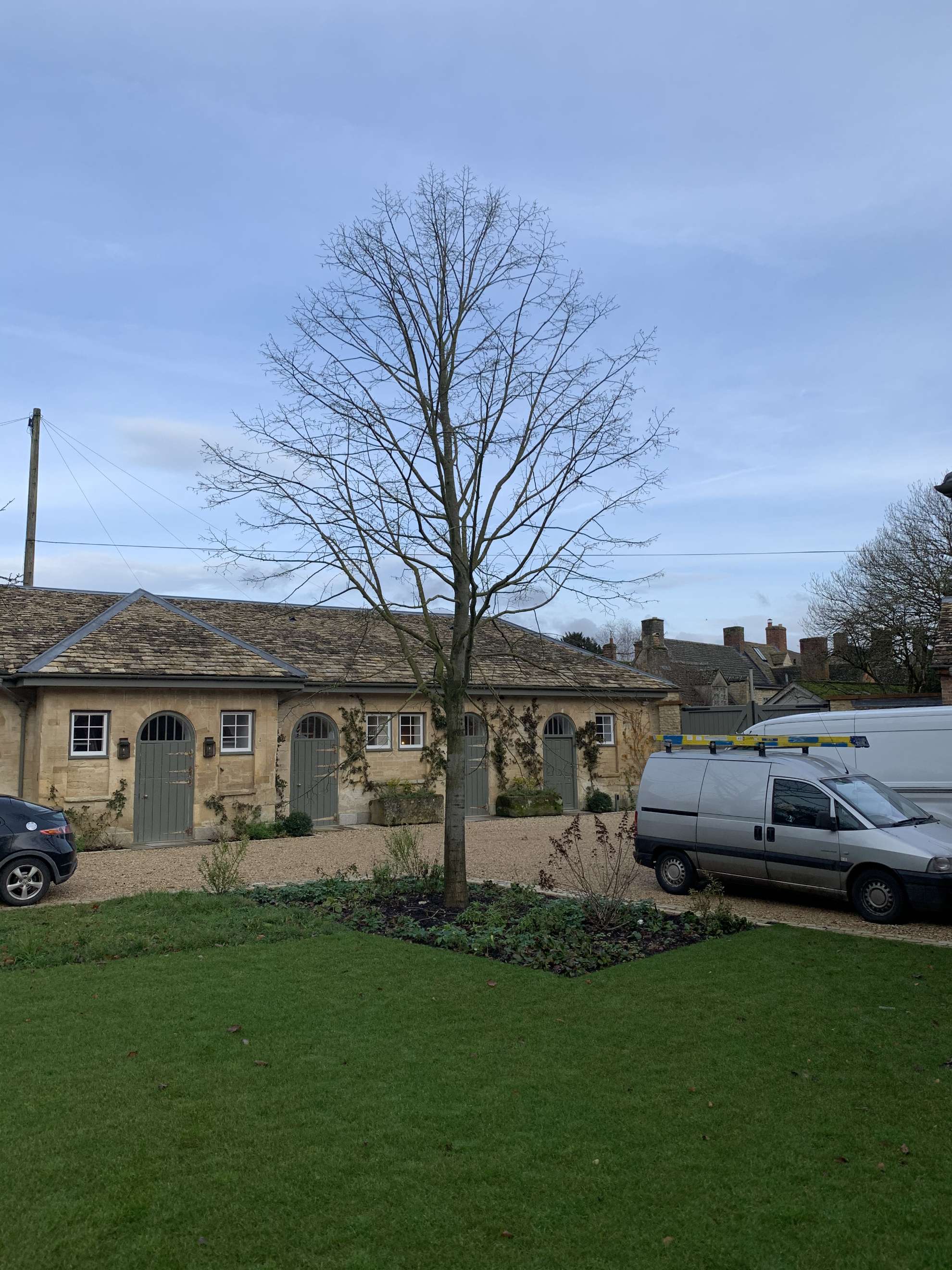 Large Tree Screening Project - Nature First Trees | Semi-Mature Trees