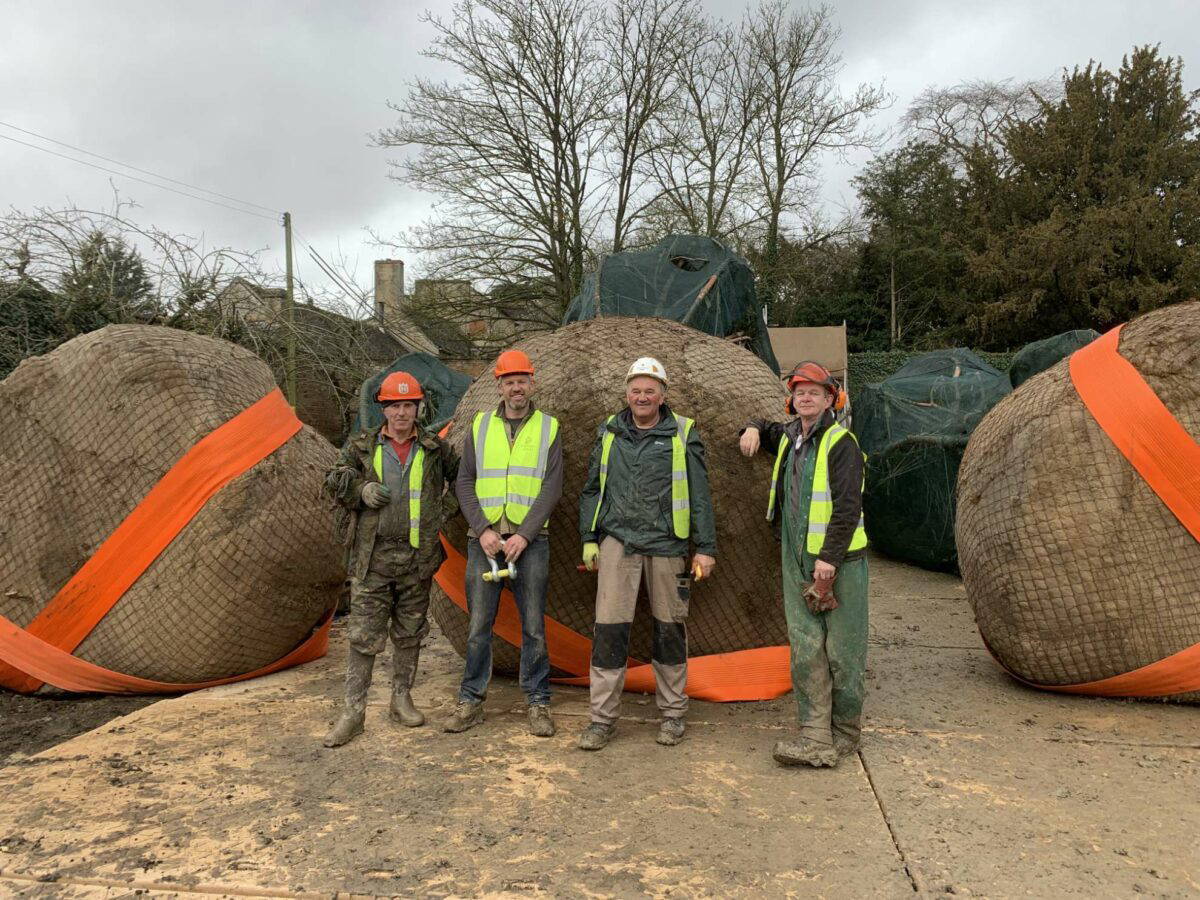 Nature First Trees - The Semi-Mature Tree Specialist