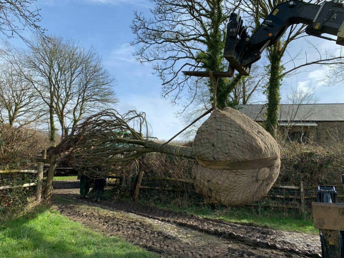 Nature First Trees - The Semi-Mature Tree Specialist