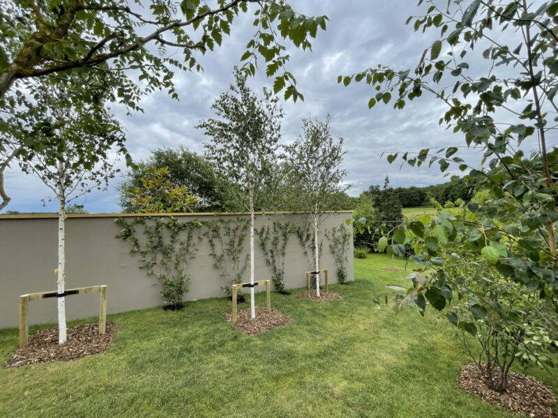 Nature First Trees - The Semi-Mature Tree Specialist