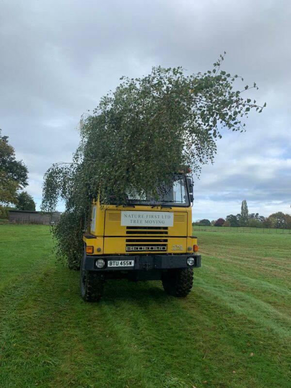 Tree Moving - Nature First Trees | Semi-Mature Trees