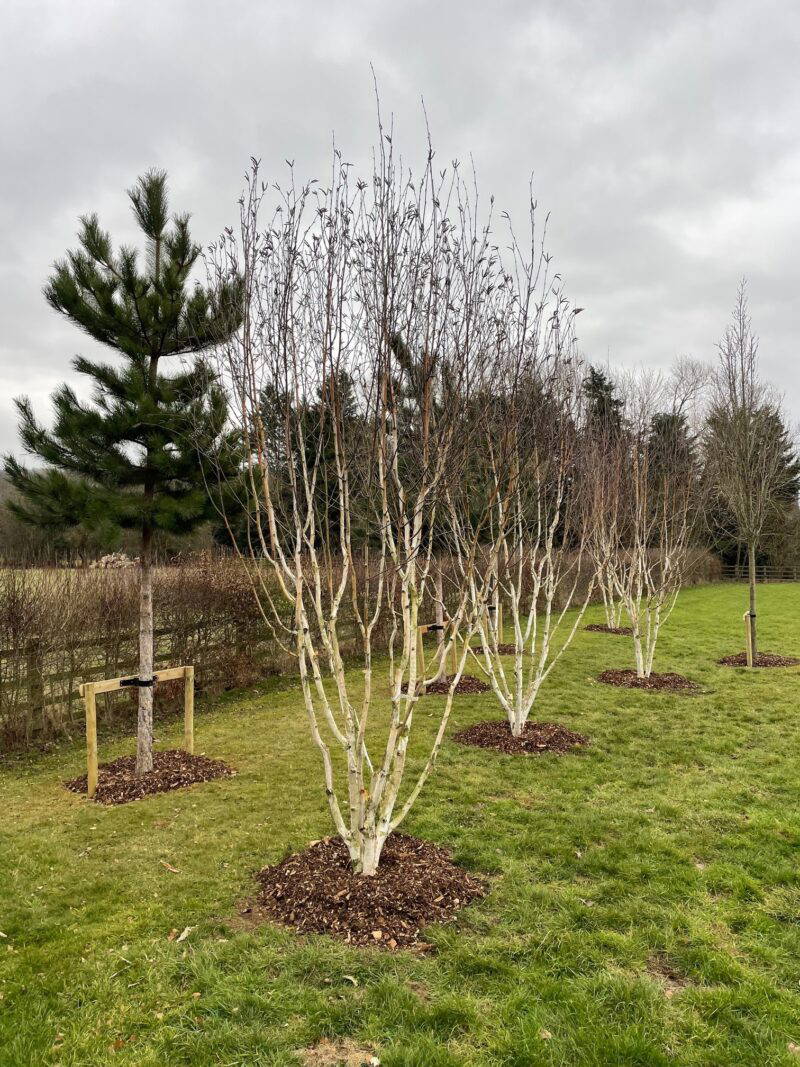 Semi Mature Tree Planting - Nature First Trees | Semi-Mature Trees