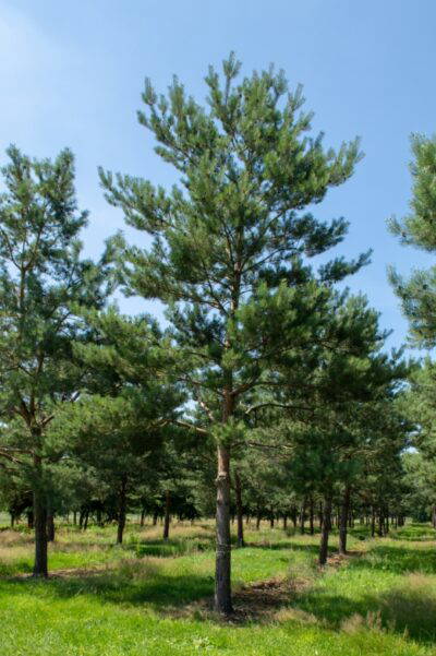 Pinus sylvestris | Scots Pine - Nature First Trees | Semi-Mature Trees