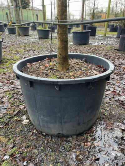 Tree Types and Profiles - Nature First Trees | Semi-Mature Trees