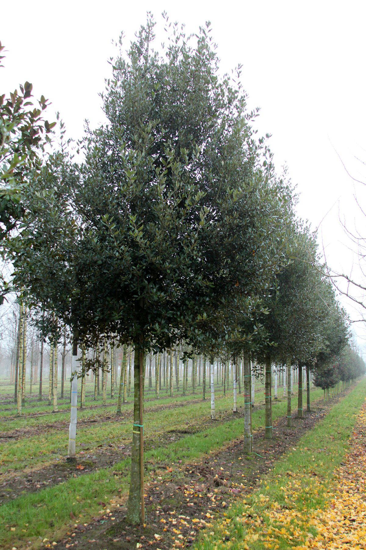 Tree Types and Profiles - Nature First Trees | Semi-Mature Trees