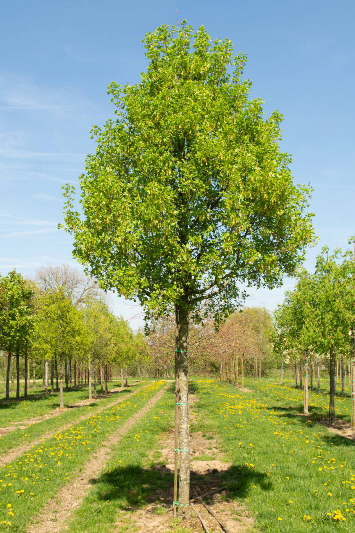 Tree Types and Profiles - Nature First Trees | Semi-Mature Trees