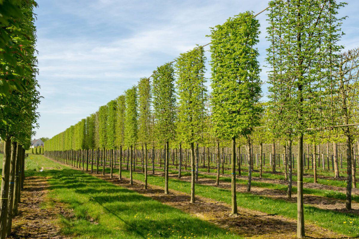 Tree Types and Profiles - Nature First Trees | Semi-Mature Trees