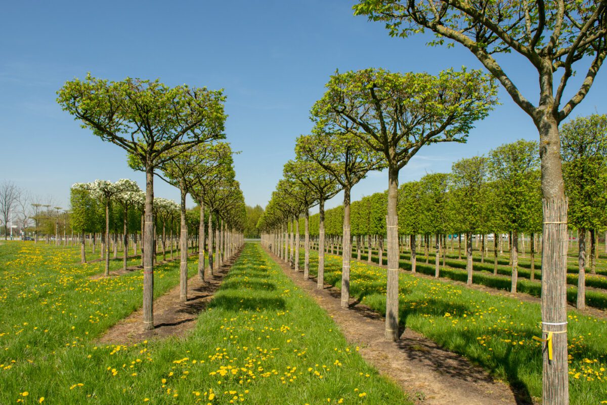 Tree Types and Profiles - Nature First Trees | Semi-Mature Trees