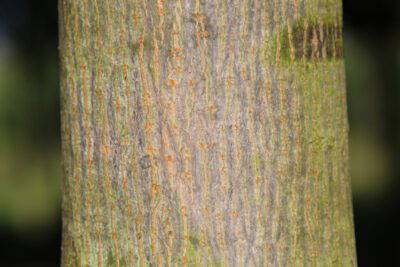 Tree Types and Profiles - Nature First Trees | Semi-Mature Trees