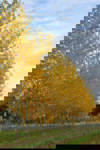 Populus alba | White Poplar - Nature First Trees | Semi-Mature Trees